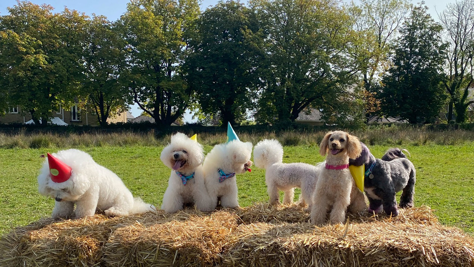 How to Throw the Ultimate Dog Birthday Party | Bark Boutique