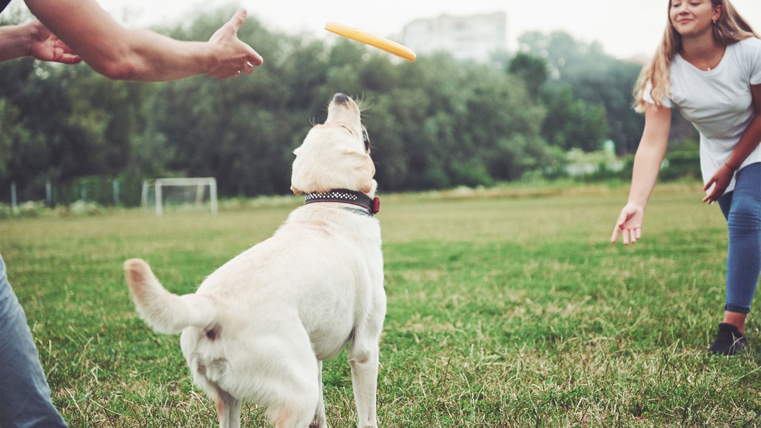 Creative Ways to Play With Dog Toys in the Garden This Summer | Bark ...