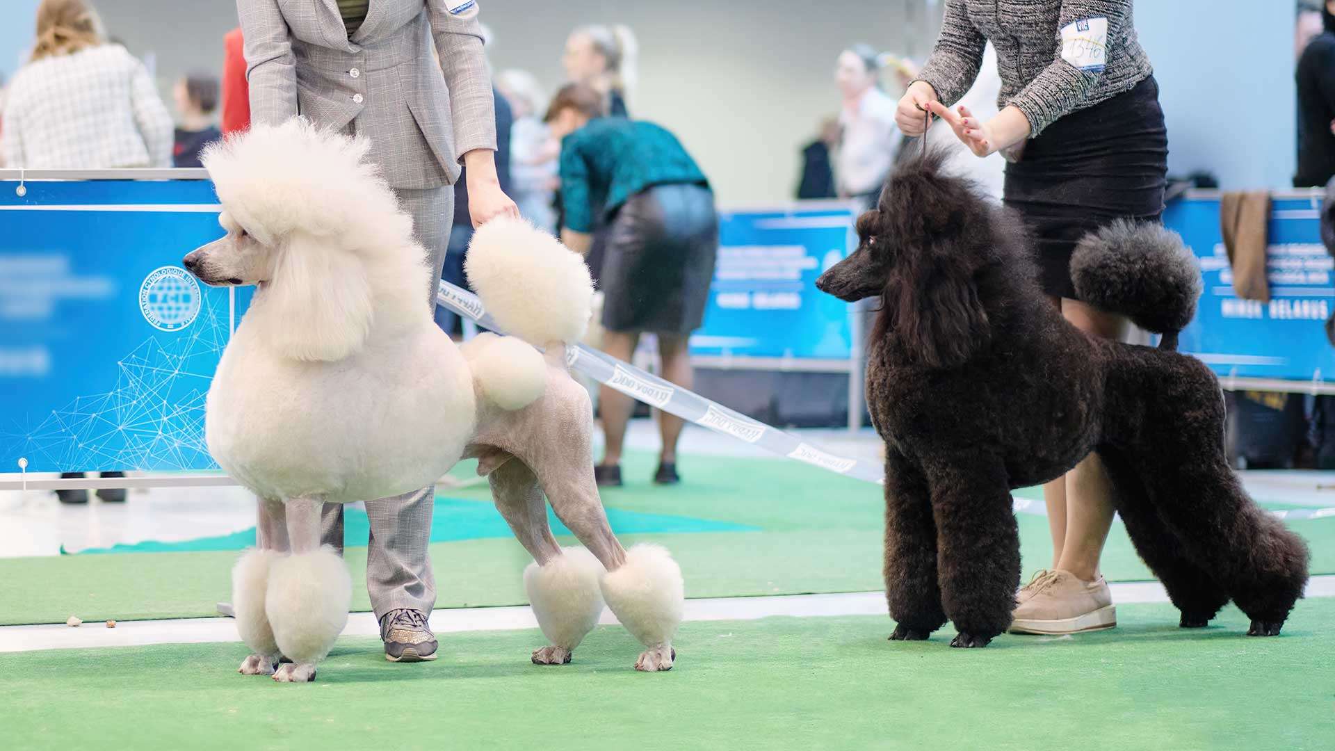 UK Dog Events and Shows to Look Forward to in 2026 | Bark Boutique