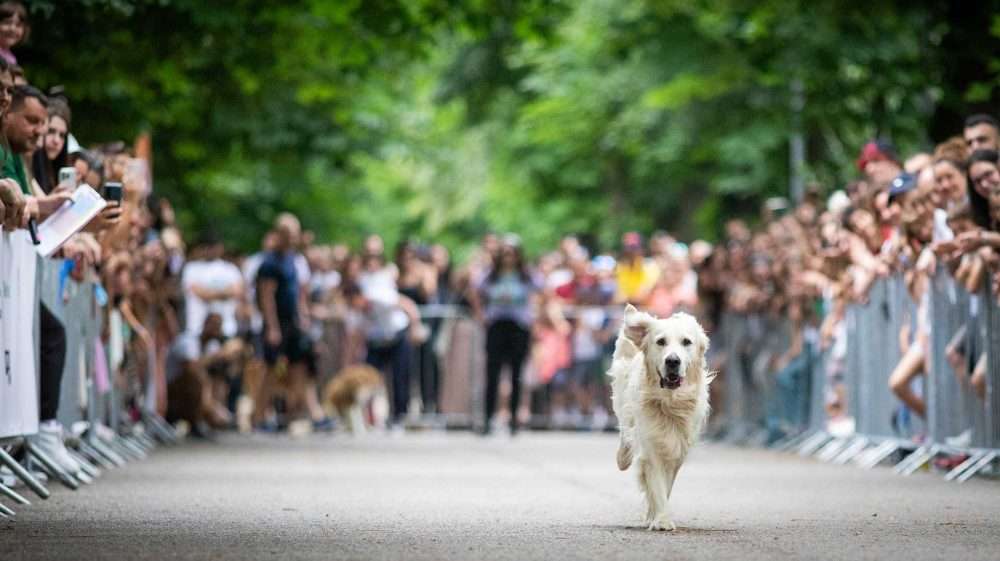 UK Dog Events and Shows to Look Forward to in 2026 | Bark Boutique