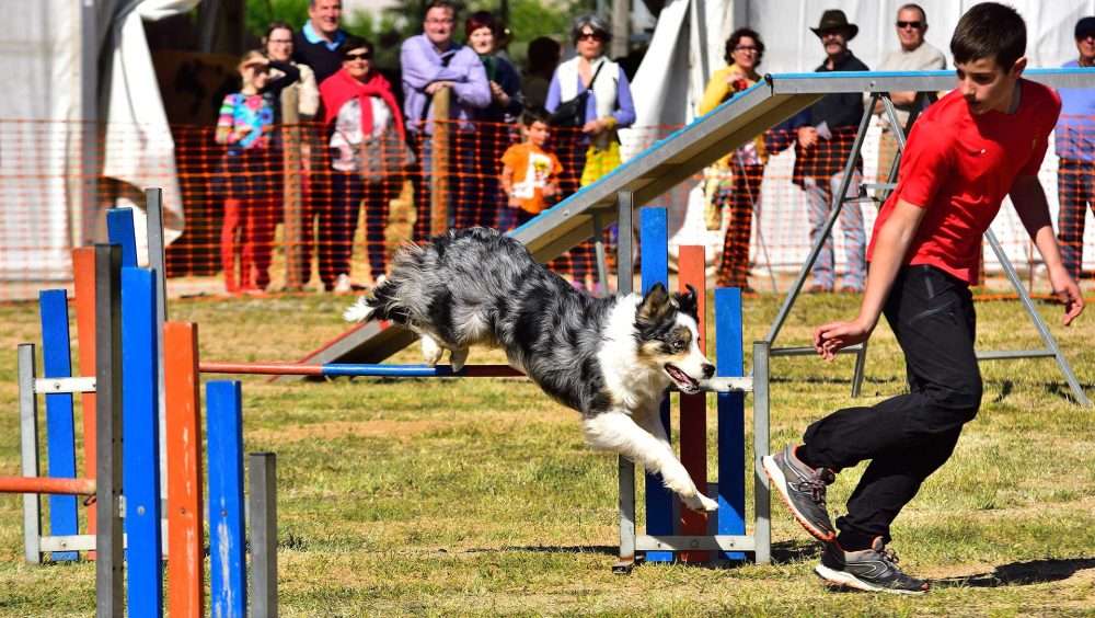 UK Dog Events and Shows to Look Forward to in 2026 | Bark Boutique