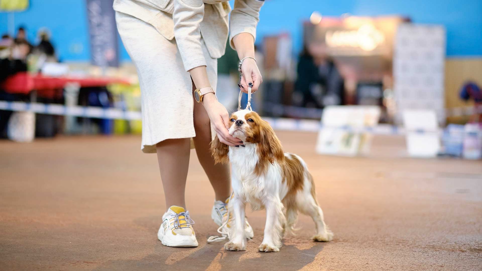 UK Dog Events and Shows to Look Forward to in 2026 | Bark Boutique