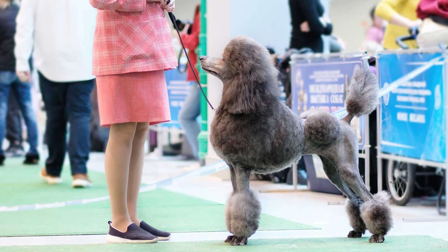 UK Dog Events and Shows to Look Forward to in 2026 | Bark Boutique
