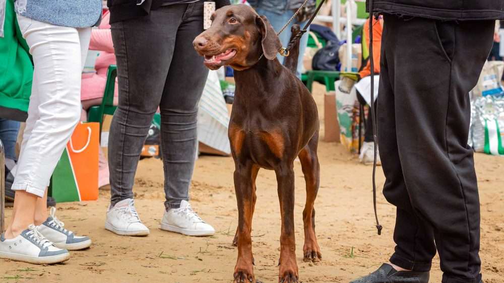 UK Dog Events and Shows to Look Forward to in 2026 | Bark Boutique